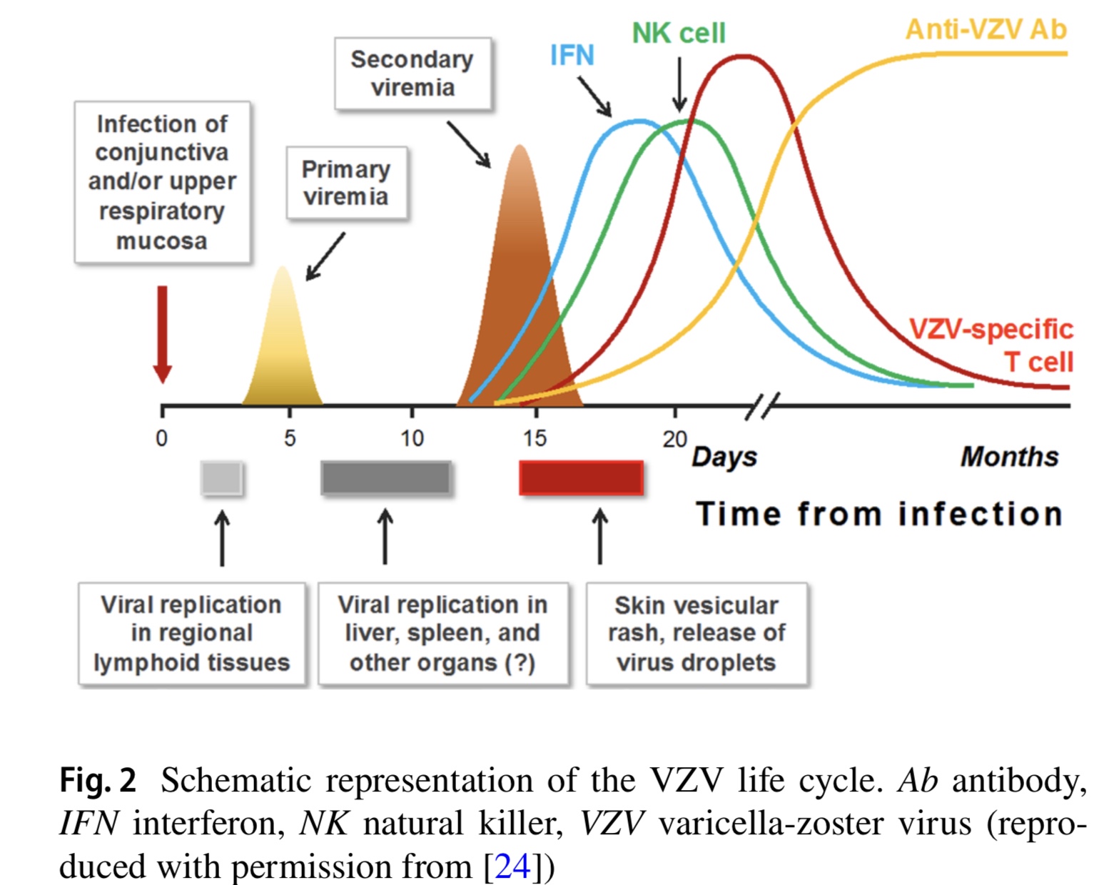 ทบทวน VZV Life Cycle | HELLO SKIN by หมอผิวหนัง