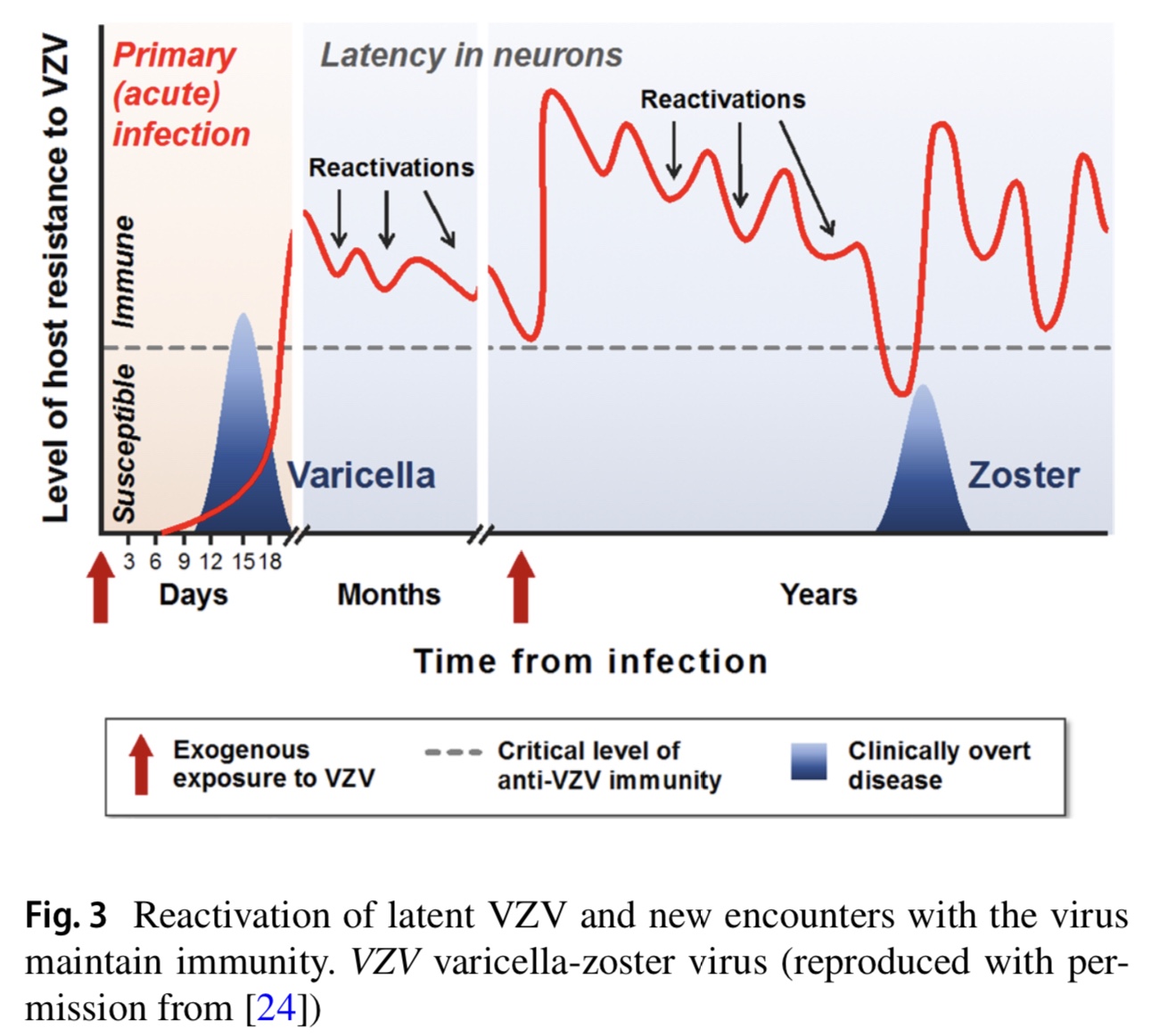 ทบทวน VZV Life Cycle | HELLO SKIN by หมอผิวหนัง